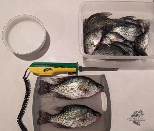 Preserving Your Catch: A Guide to Freeze Drying Fish - Savor Your Best