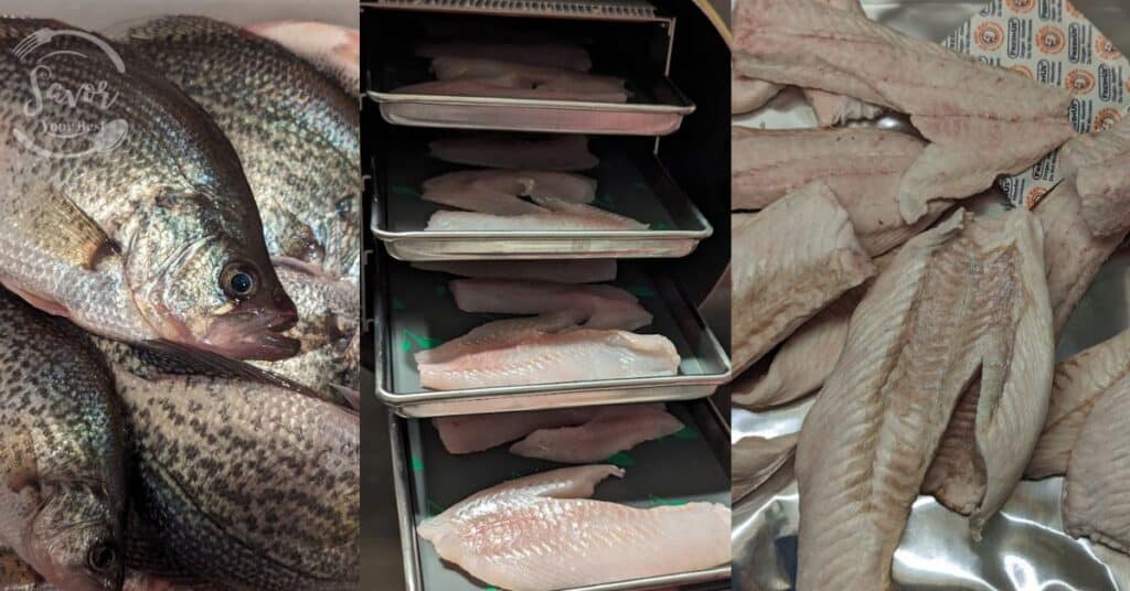 Preserving Your Catch: A Guide to Freeze Drying Fish - Savor Your Best