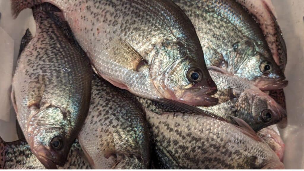 Preserving Your Catch: A Guide to Freeze Drying Fish - Savor Your Best