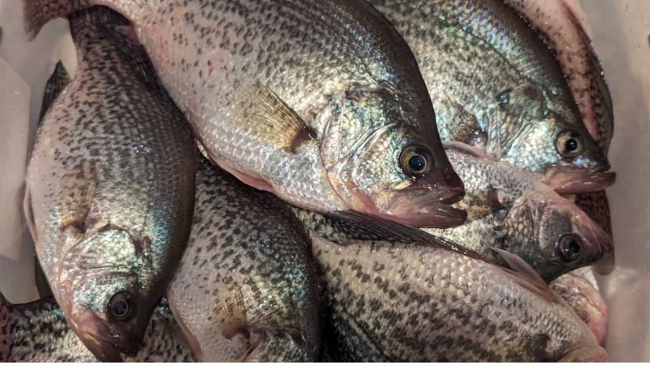 Preserving Your Catch: A Guide to Freeze Drying Fish - Savor Your Best